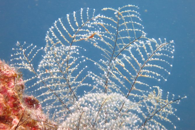 Snorkeling tour coast to coast Taormina & Isola Bella - Meal and Refreshments