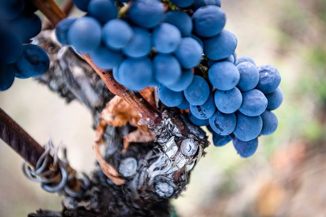 Tour and Tasting at an Organic Winery in the Heart of Chianti Classico Area - Who Will Love This Tour?