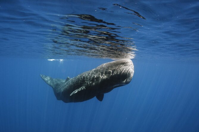 Whale and Dolphin Watching Tour from Funchal - FAQ