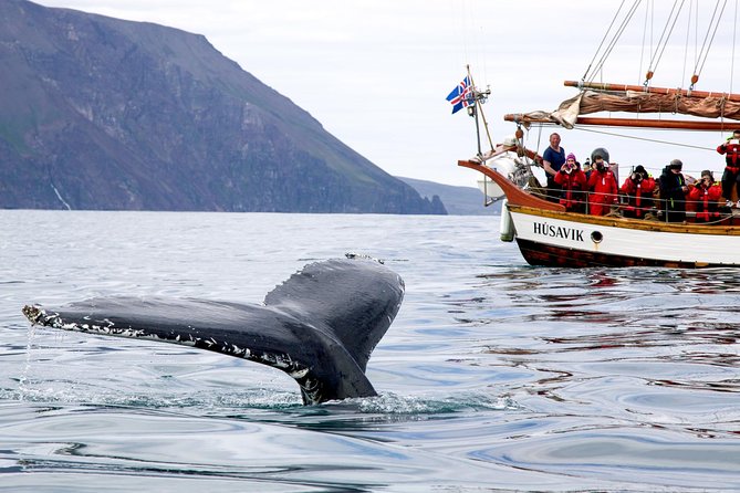 Whale Watching on a Traditional Oak Sailing Ship from Husavik - FAQ