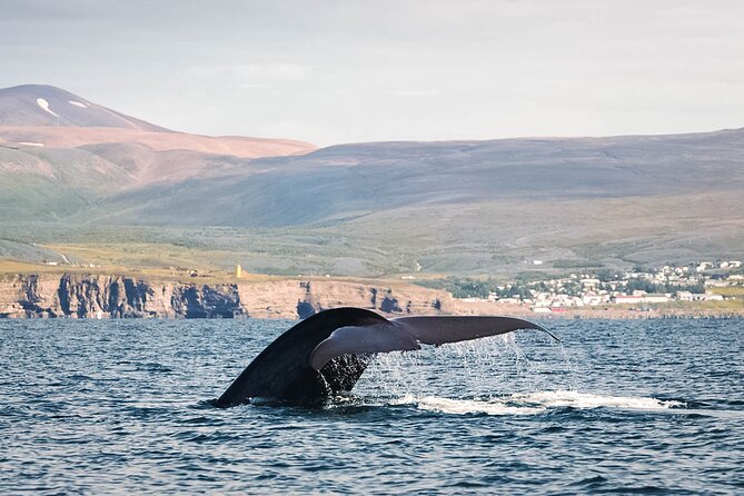 Whales and Puffins Tour from Husavik - FAQ