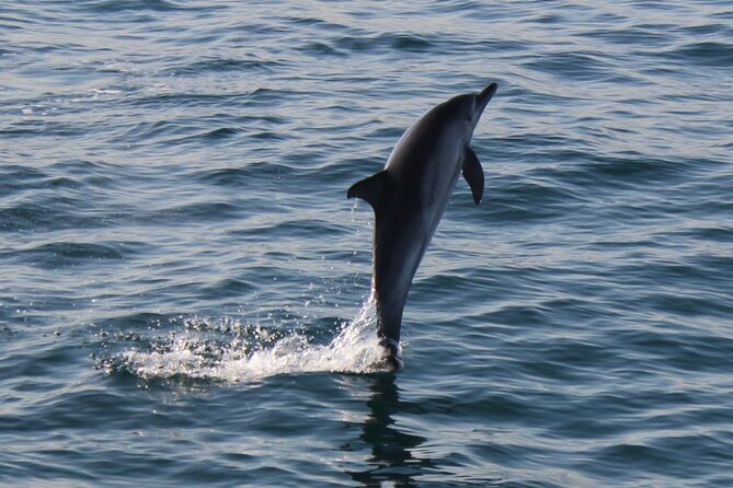 Dolphin Watching in Gibraltar Dolphin Safari V.I.P - FAQ
