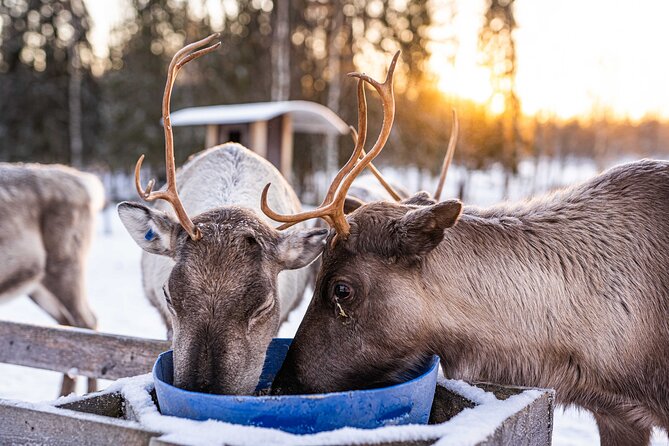 Half-Day Experience in Local reindeer farm in Lapland - Audience and Suitability