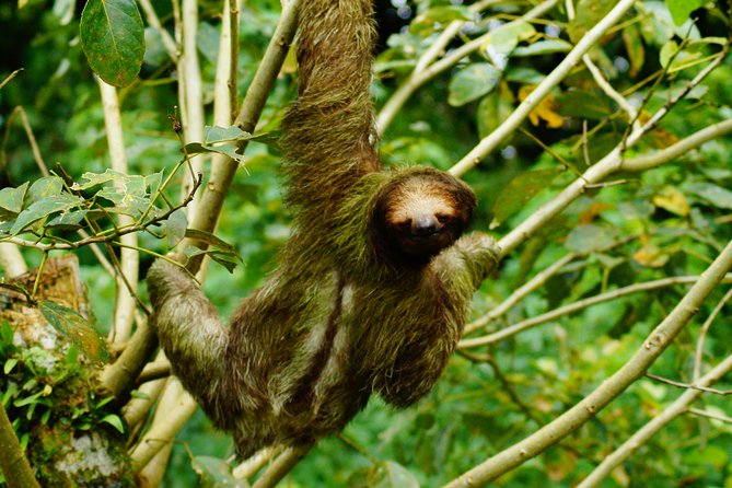 Sloth Watching Tour - Final Thought