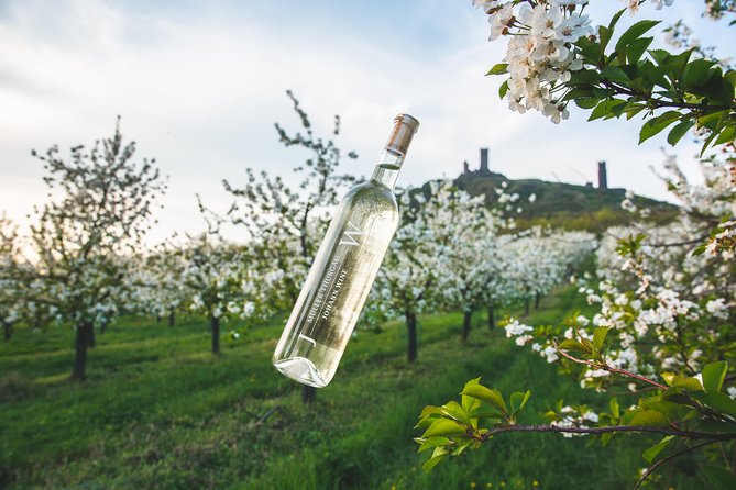 A delightful wine tasting in the scenic countryside with lunch - Key Points