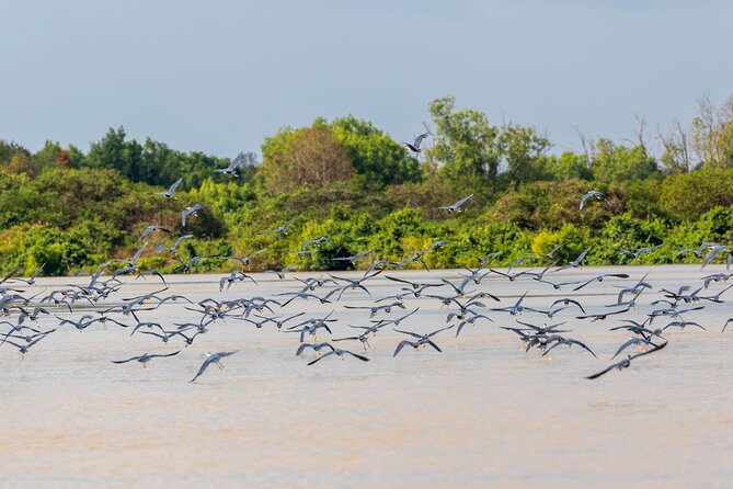 Adelaide River Cruises - Jumping Crocodile Experience - Key Points