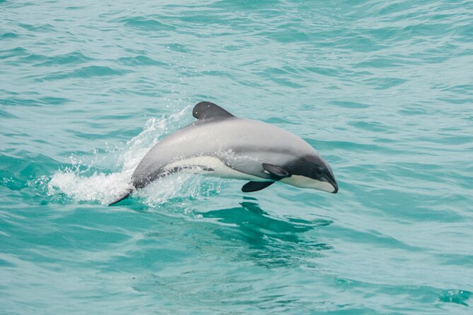 Akaroa Dolphins  Harbour Nature Cruise - Key Points