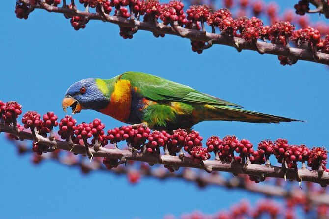 Barefoot Atherton Tablelands Adventure by Cairns Waterfalls - Key Points