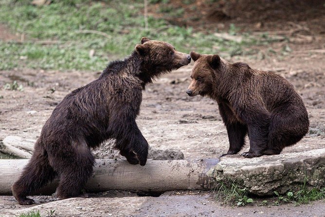 Bear watching experience near Brasov - Experience Romania’s Wild Heart: Bear Watching Near Brasov