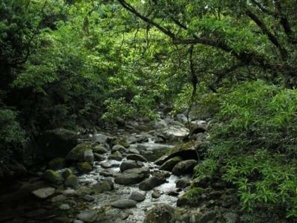 Cape Tribulation, Mossman Gorge, and Daintree Rainforest Day Trip - Discover the Wilderness of Tropical North Queensland: A Detailed Review of the Cape Tribulation, Mossman Gorge, and Daintree Rainforest Day Trip