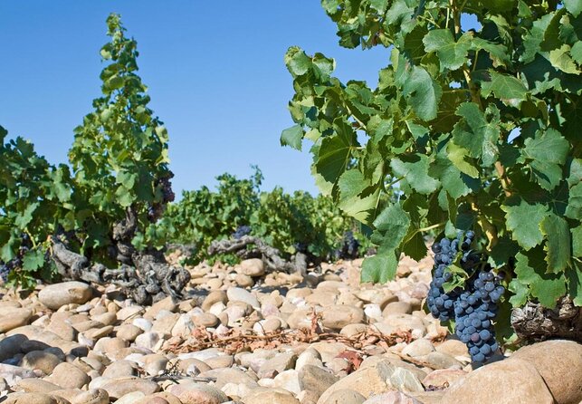 Chateauneuf du Pape wine tour - Why This Wine Tour Stands Out