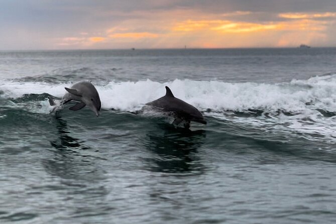 Clearwater encounters with dolphins tour key points