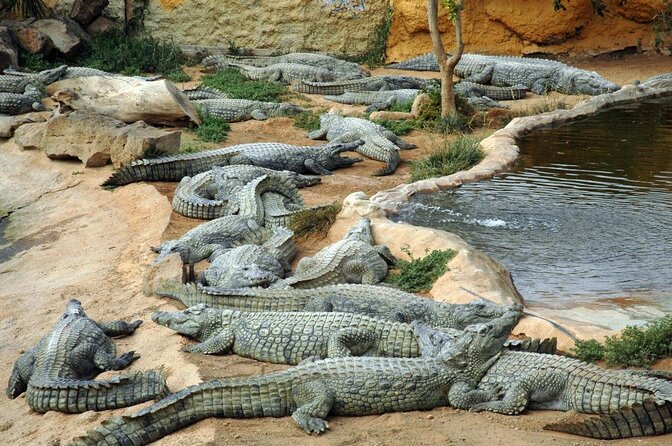 Cocodrilo Park Zoo Admission Ticket in Agüimes - A Detailed Breakdown of Your Visit to Cocodrilo Park in Agüimes