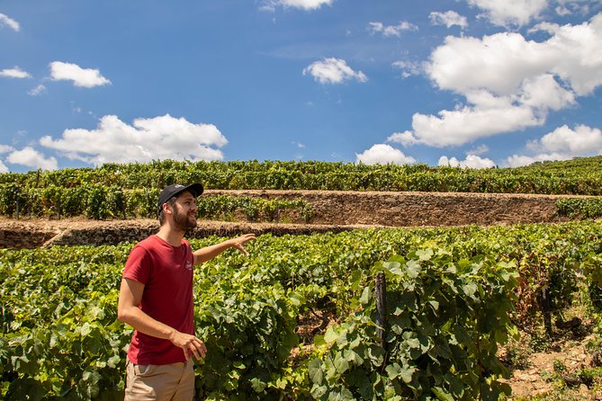 Complete Douro Valley Wine Tour with Lunch, Wine Tastings and River Cruise - Introduction