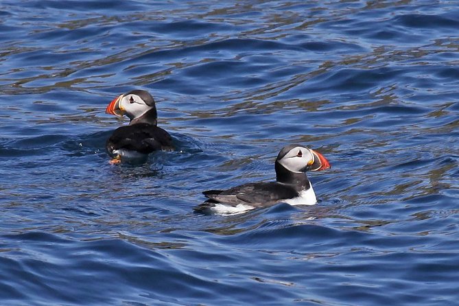 Dolphin and Whale Watching Tour from Dingle - Key Points
