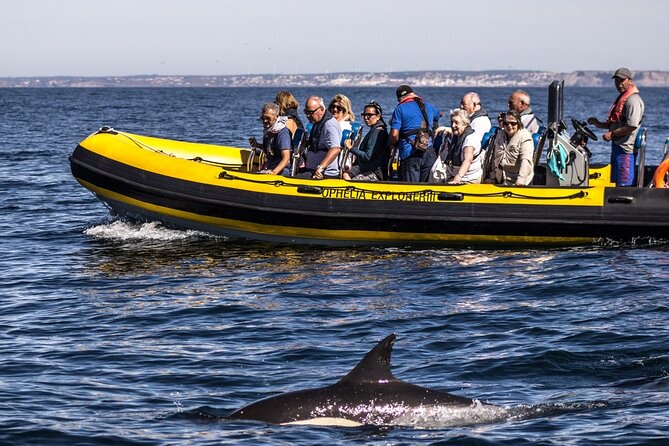 Dolphin Discovery - The Heart of the Tour: A Closer Look