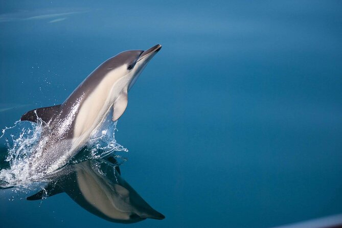Dolphin Watching Adventure in Estepona Bay - Reviewing the Dolphin Watching Adventure in Estepona Bay
