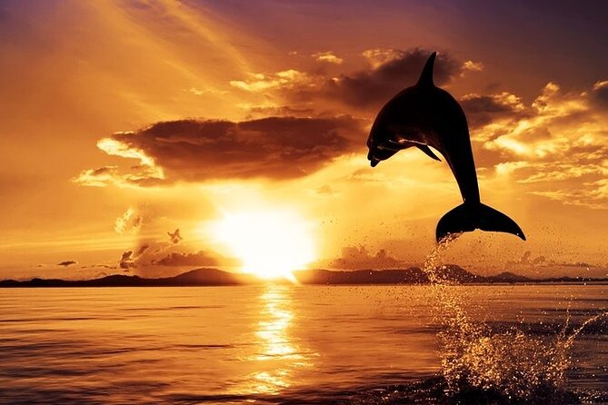 Dolphin Watching & Sunset Boat Tour With Dinner and Drinks - Key Points