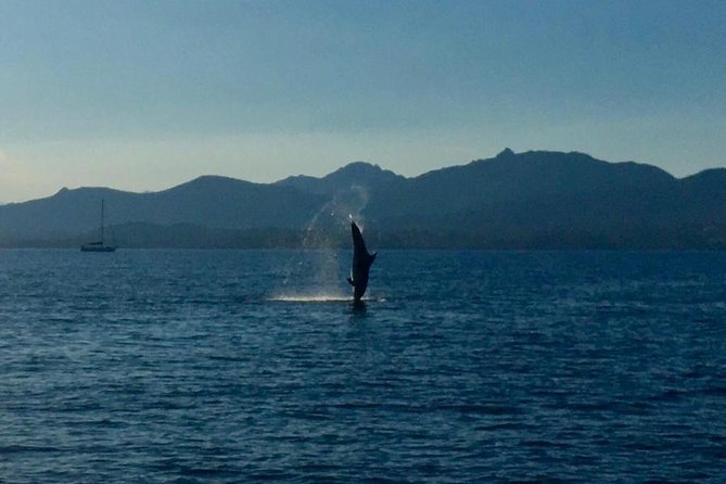 Dolphin Watching Tour - from Golfo Aranci - Key Points