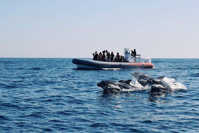 Dolphins Search and Benagil Caves from Albufeira - Key Points