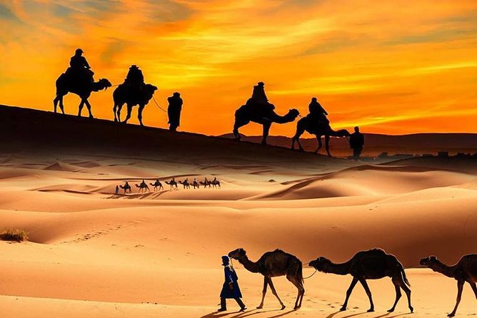 Dubai Desert Safari with BBQ, 3 Shows & Camel Ride at Majlis Camp - Key Points