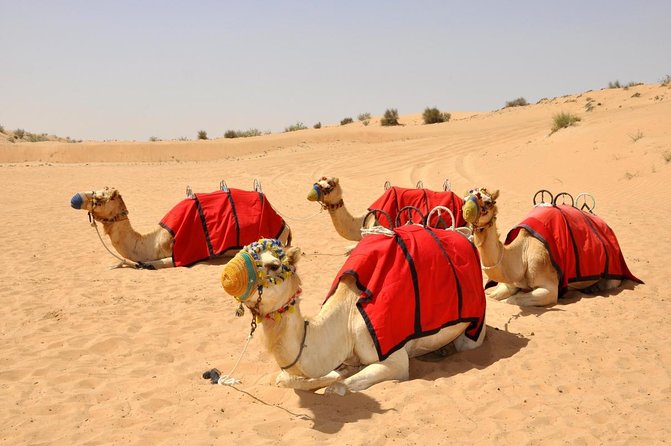 Dubai Evening Desert Safari: Sandboarding, BBQ, Camel Ride & more - Key Points
