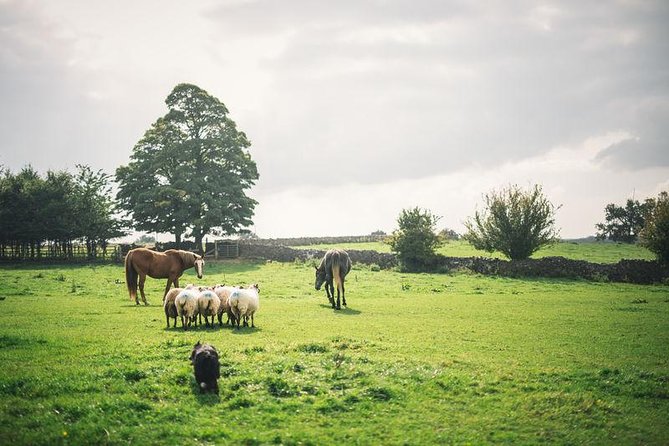 Dublin: Glendalough, Wicklow, Kilkenny and Sheepdog demonstration - Key Points