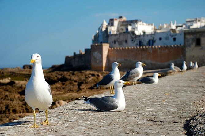 Essaouira Day Trip from Marrakech - Key Points