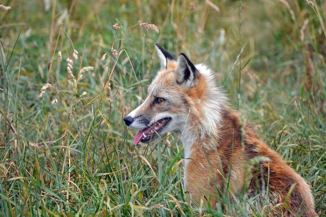 Fox Encounter for 2 people and park entry - An in-depth look at the Fox Encounter experience