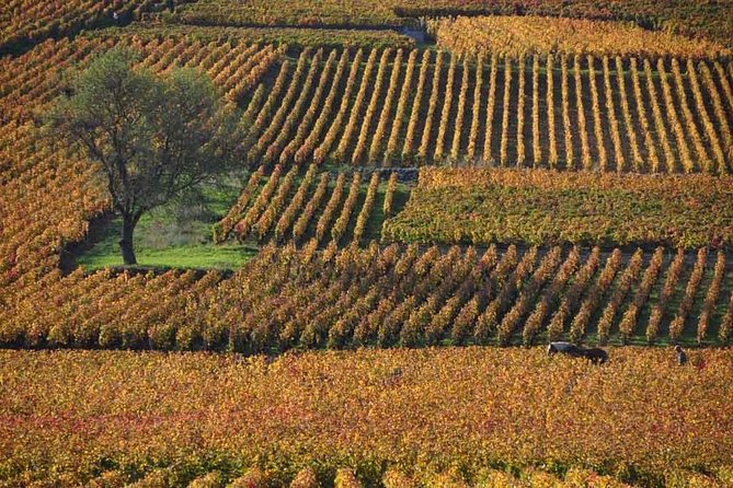 Full-Day Private Tour, 6 Premiers & Grands Crus, The Best of Burgundy - Introduction