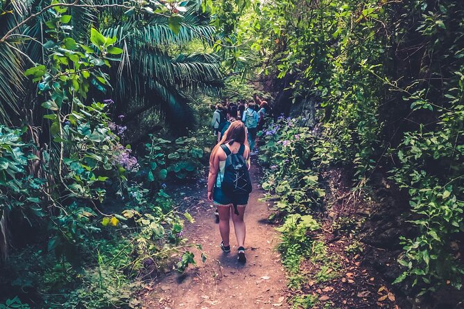 Full Day Rainforest Tour with Tasting and Swimming Time - Key Points