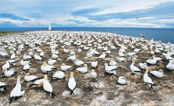 Gannet Safaris Overland tour to Cape Kidnappers Gannet Colony - Key Points