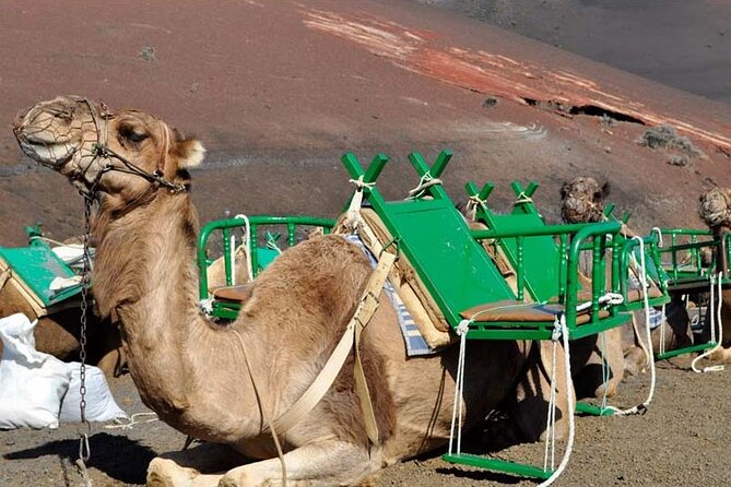 Grand Tour to Timanfaya and Jameos del Agua for cruise passengers - An In-Depth Look at the Lanzarote Grand Tour