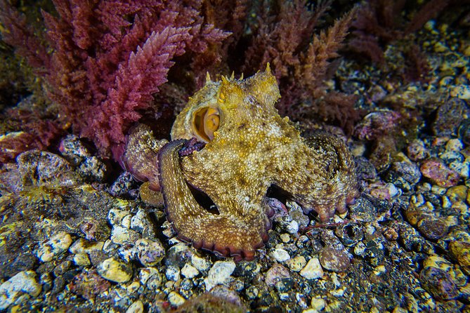 guided Scuba Diving on Tenerife (for certified divers) - Key Points