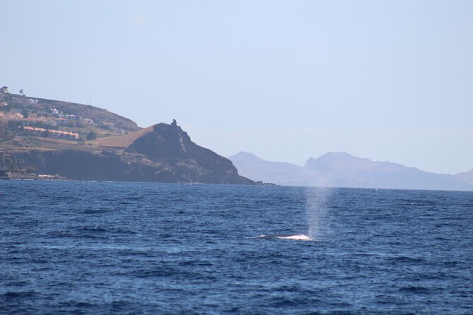 Half Day Madeira Island Cruise with Lunch - What To Expect on the Itinerary