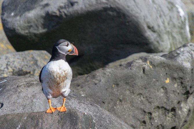 Iceland Super Saver: Puffin Cruise plus Whale-Watching Tour from Reykjavik - Key Points