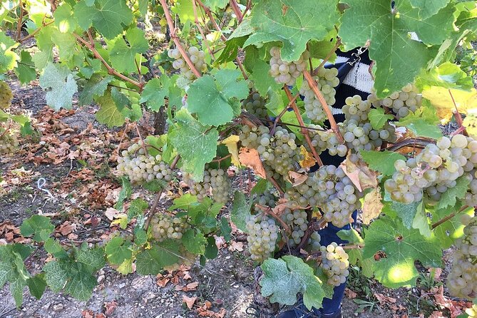 ICONICS Tour: 1/2 day on the Wine Route, visit of 2 Villages + Tasting. - Key Points