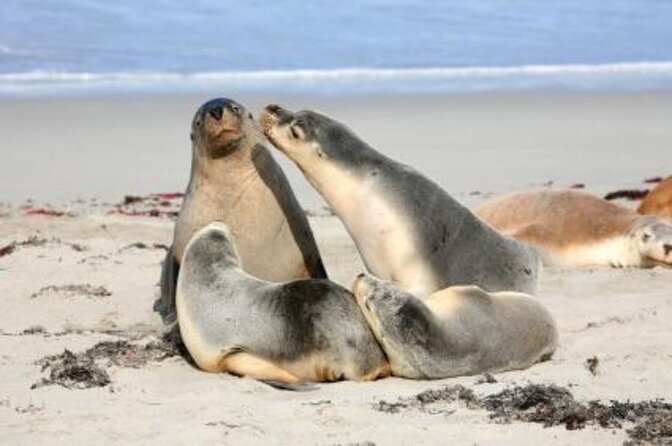 Kangaroo Island Quad Bike (ATV) Tours - An Overview of Kangaroo Island Quad Bike Tours