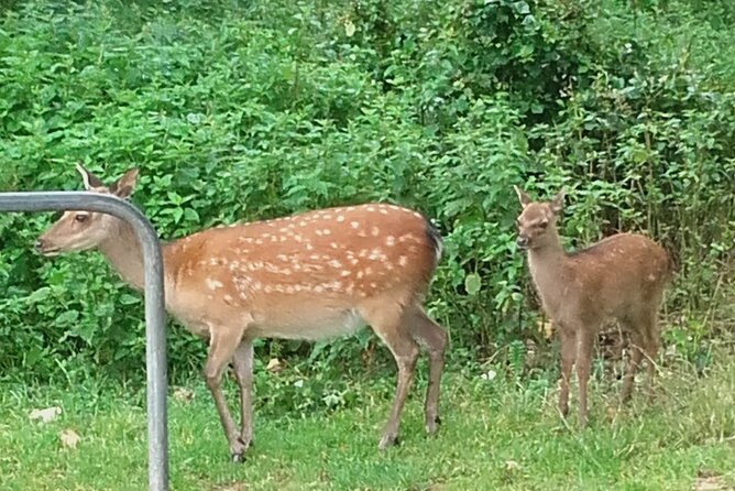 Killarney National Park Tour - An In-Depth Look at the Itinerary