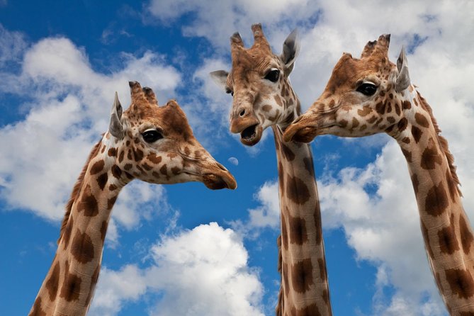Krakow: Zoo with Hotel Transfer - Key Points