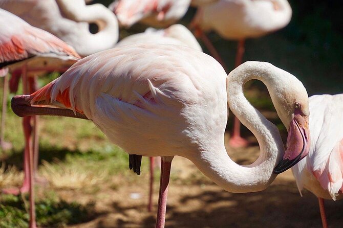 Lagos Zoo Admission Ticket - What’s Special About Lagos Zoo?