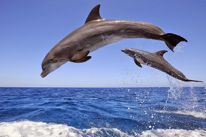 Manavgat and Side Boat Trip with Dolphins Island incl. Lunch - Key Points