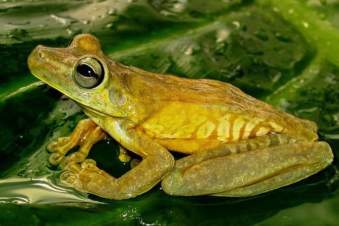 Manuel Antonio Park Nature Guided Tour with a Nature Specialist - Key Points