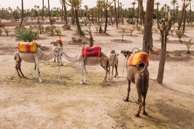 Morning Flight Over Marrakech with Hot Air Balloon Flight - Key Points