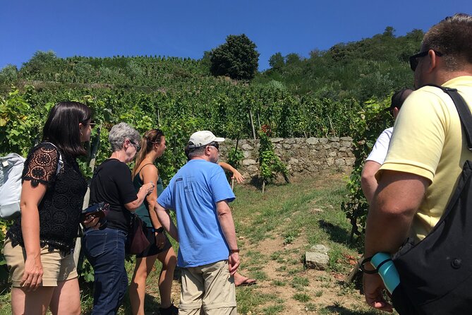 Northern Rhône Valley Wine tour from Lyon Half Day - Introducing the Northern Rhône Valley Wine Tour from Lyon