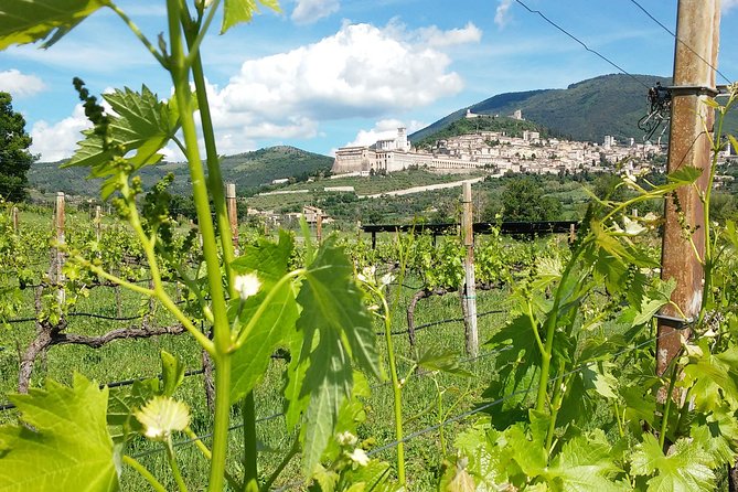 Pic nic Deluxe Assisi for 2 and wine tasting 5 wines - A detailed look at the Pic Nic Deluxe Assisi for 2 and Wine Tasting Tour