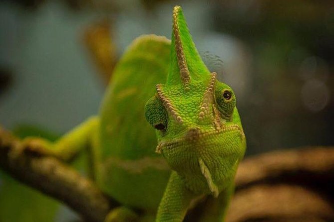 Planet Exotica entrance ticket - Introduction: A Family-Friendly Escape into the Exotic