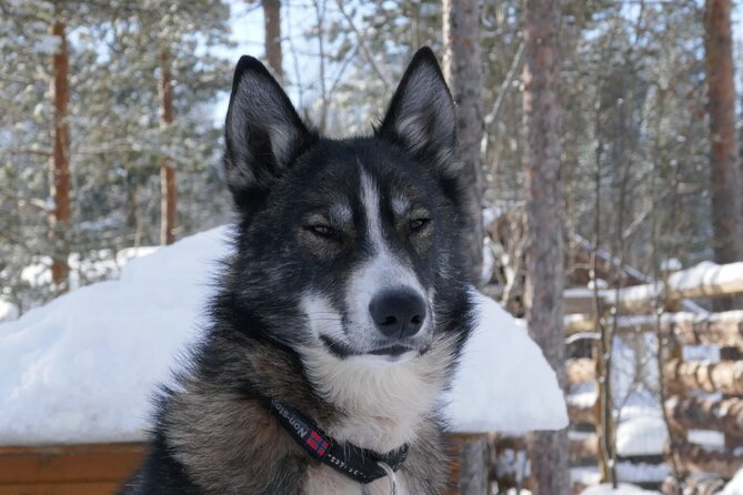 Privat sled trip with husky in the alta valley - Who Will Love This Tour?