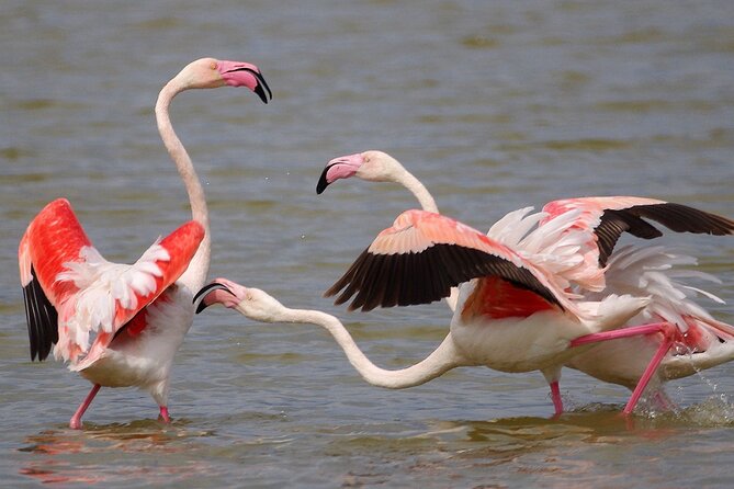 Private Birding & Photography Day Trip to Doñana - Key Points