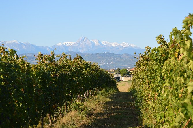 Private Food and Wine Tour in the Cellar with Tastings - Key Points